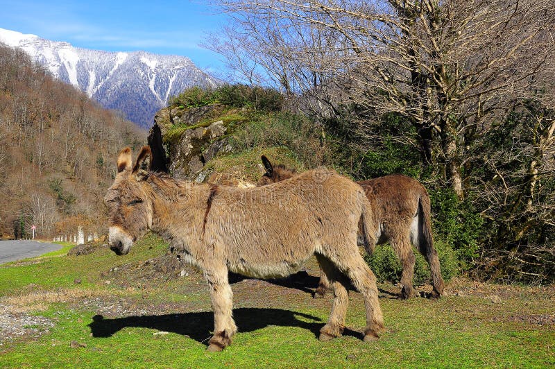 Muli. immagine stock. Immagine di brown, roccie, cavallo - 24393517