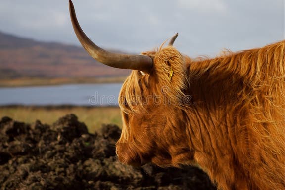 Mull Highland Cow stock photo. Image of raging, flag, tourism - 1679562