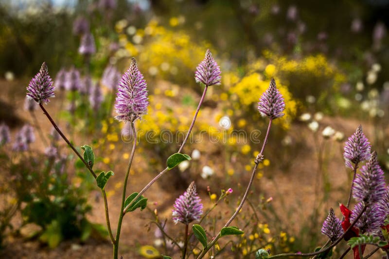 Mulla Mulla at Kings Park stock photo. Image of exaltus - 146295100