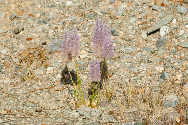 Mulla Mulla Plant stock photo. Image of flowers, goldfields - 104513448