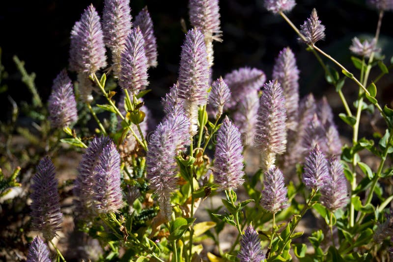 Tall Mulla Mulla stock photo. Image of bush, earth, hairy - 13171144