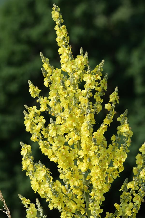 Mullein stock photo. Image of mullein, wort, biodiversity - 11920558