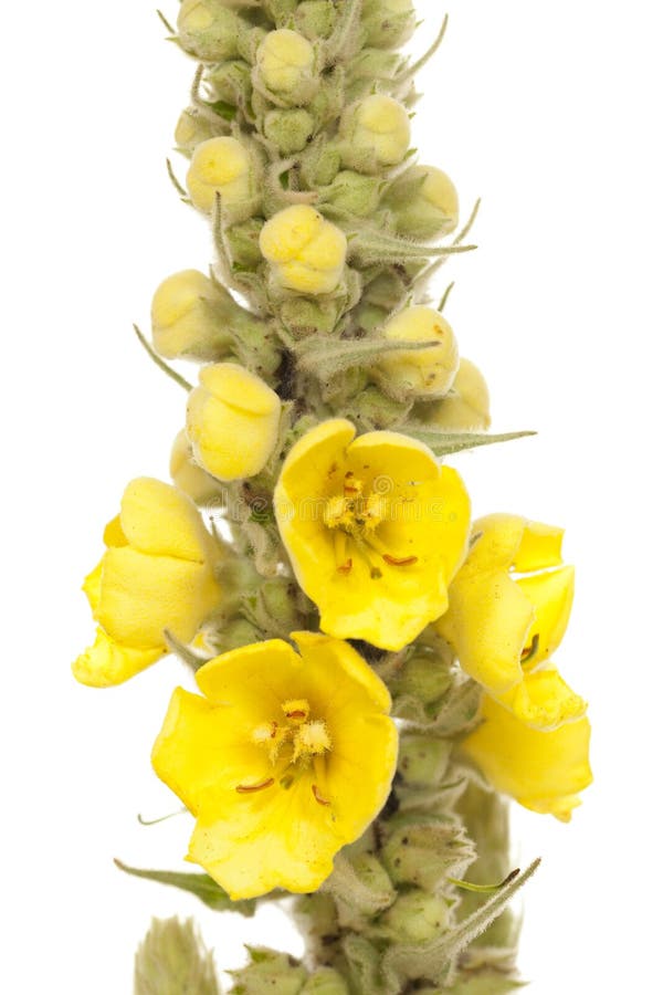Mullein stock photo. Image of mullein, wort, biodiversity - 11920558