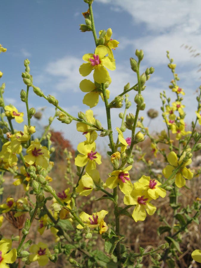 Mullein flowers stock image. Image of bloom, environment - 40320633