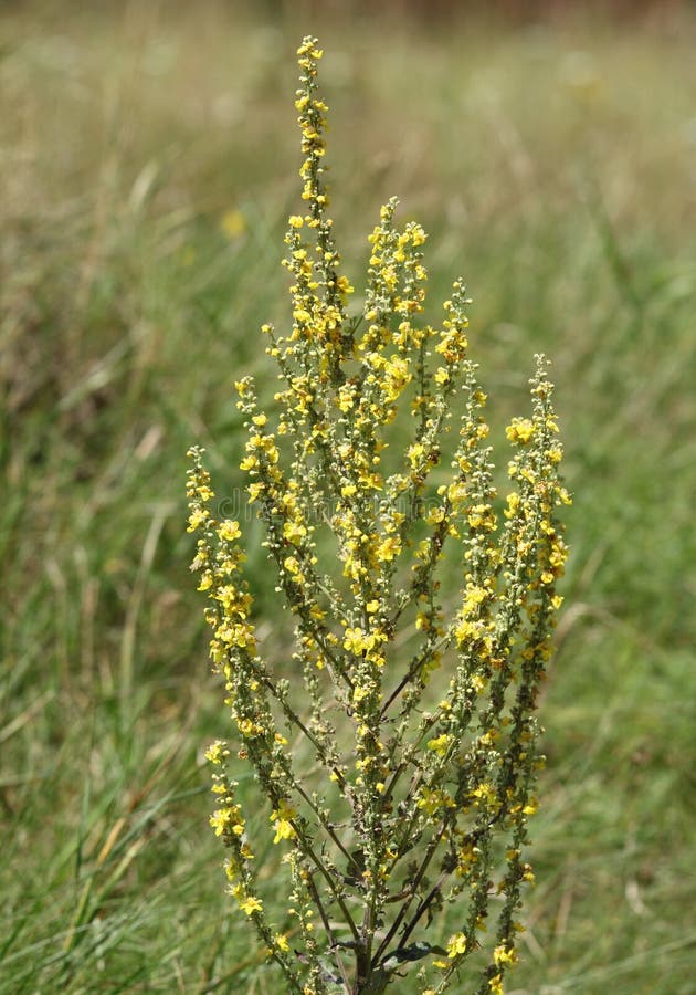 Mullein stock photo. Image of wildflower, flowers, green - 52416130