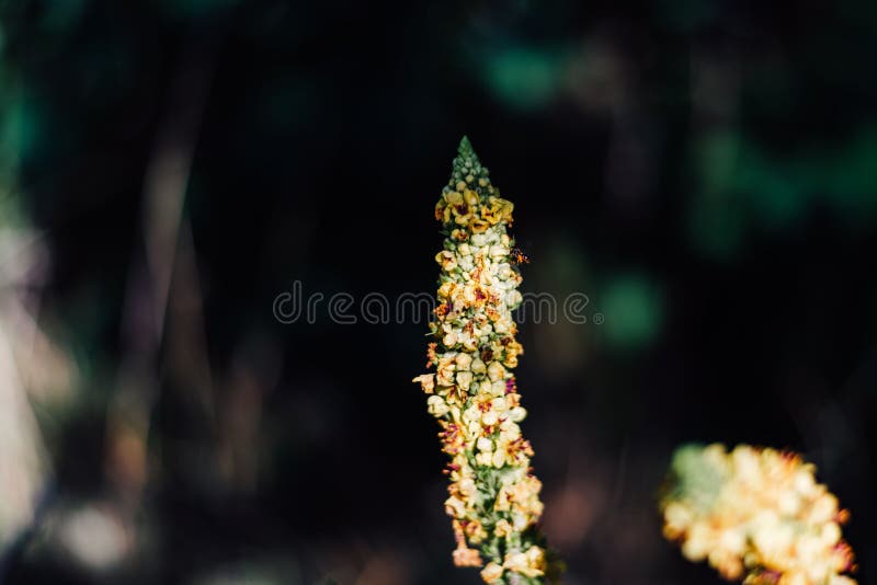 Mullein with Orange Bug on it Stock Photo - Image of wallpaper, spring ...