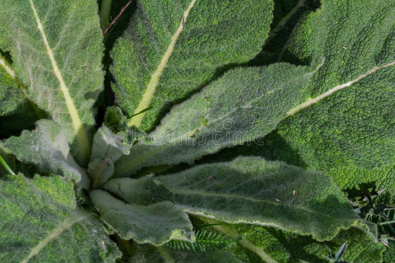 Young Mullein stock image. Image of thapsus, lamb, soft - 72613523