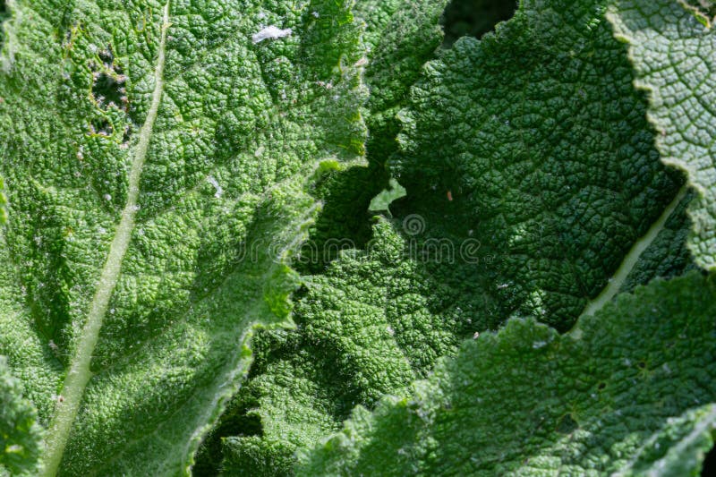 Mullein Plant Rosette in the Spring. Verbascum Fluffy Leaves Stock ...