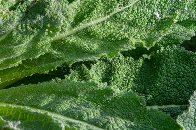 Young Mullein stock image. Image of thapsus, lamb, soft - 72613523