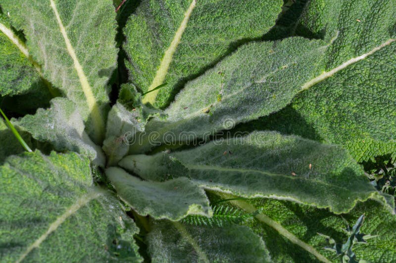 Mullein Plant Rosette in the Spring. Verbascum Fluffy Leaves Stock ...