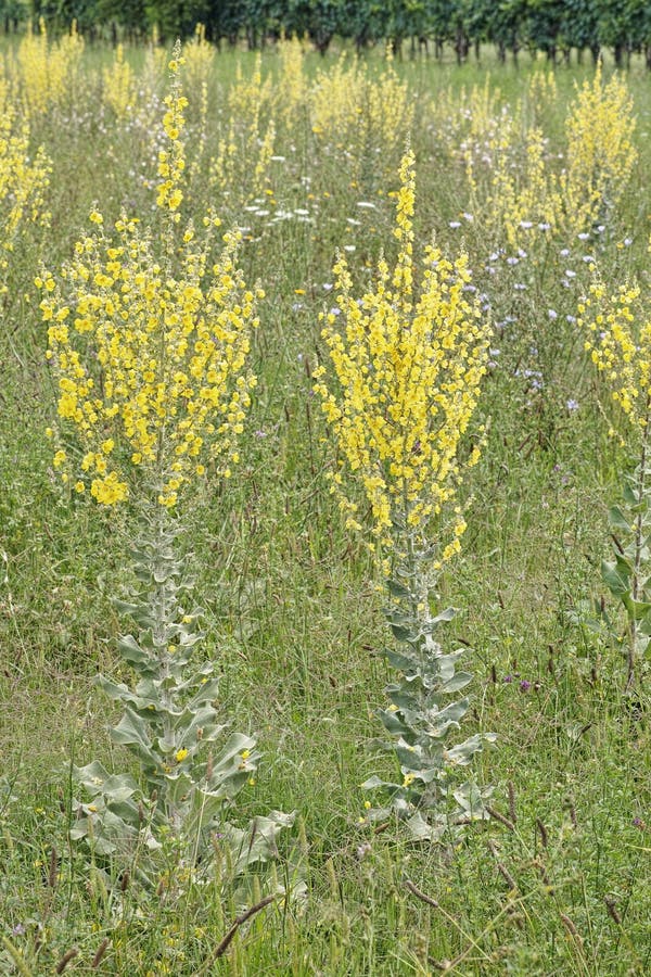 Mullein sinuous stock image. Image of sinuous, botany - 48582433