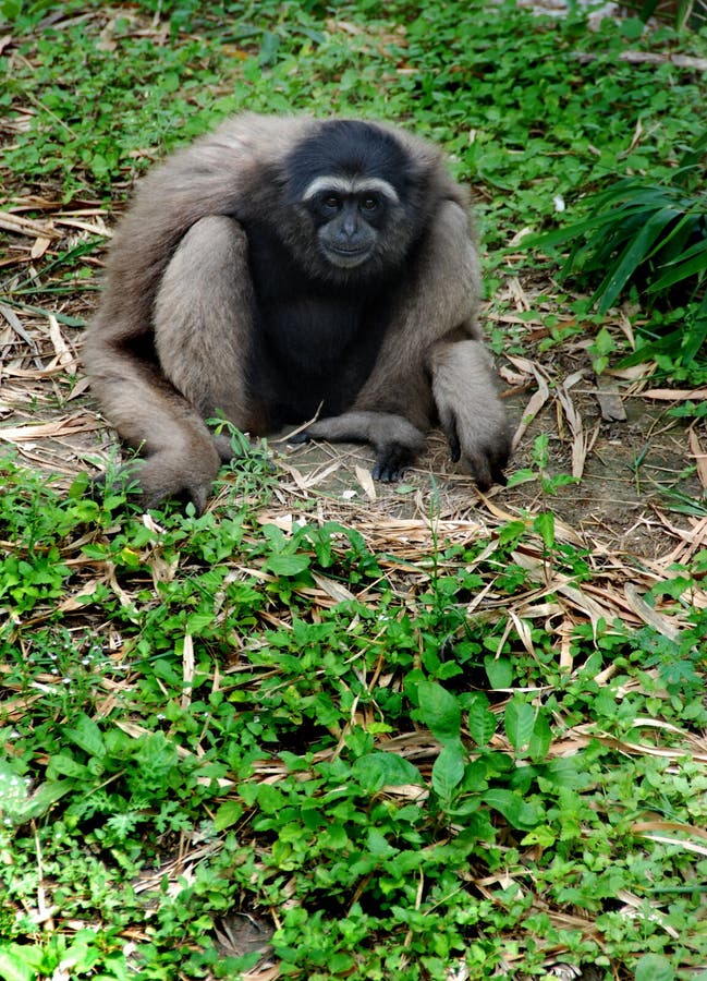 Muller s Bornean gibbon stock image. Image of bornean - 32567367