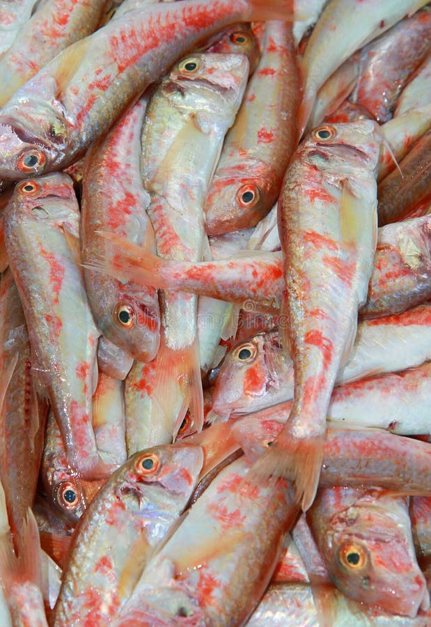 Mullet stock image. Image of health, appetizing, mullet - 15810757