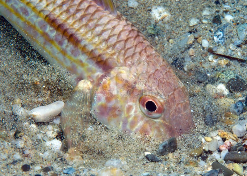 Mullet on the Sand Flats Feeding Stock Photo - Image of north, sand ...