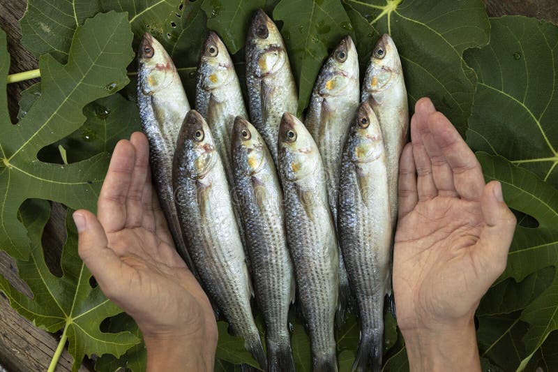 Mullet Fish, Fresh Fish in the Hands of a Fisherman Stock Photo - Image ...
