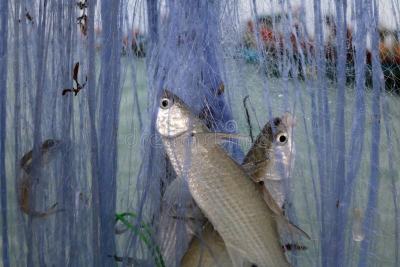 Mullet Fish in the Nets of Fishermen. Stock Photo - Image of fishing ...