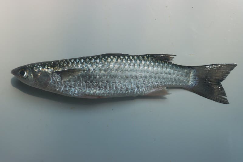 Mullet Fish Stock Images Fresh Water Fish Stock Photo - Image of ...