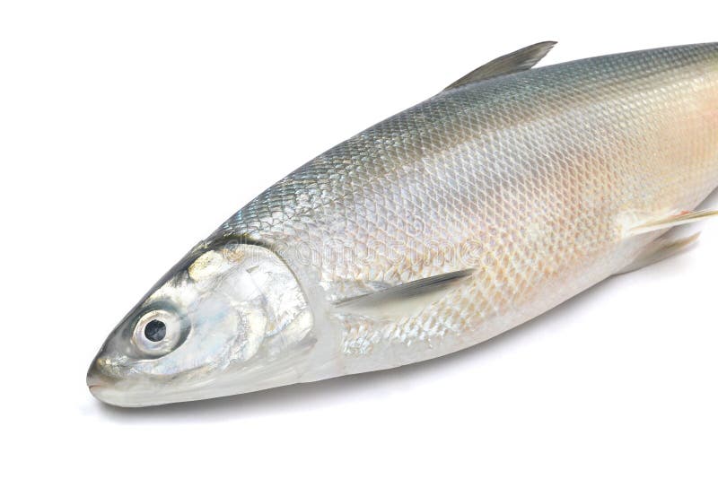 Fish stock photo. Image of menu, body, cuisine, animal - 30651646