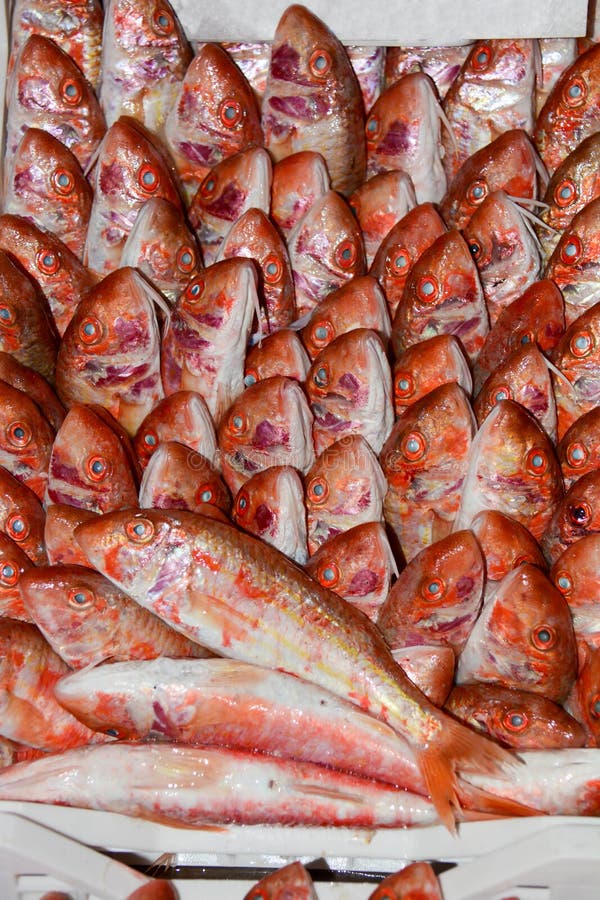 Mullet stock photo. Image of healthy, caught, food, health - 186225108