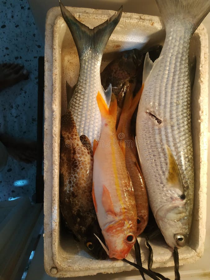 Moanakali Fish Stock Photos - Free & Royalty-Free Stock Photos from ...