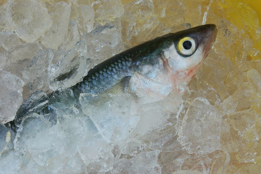 Mullet on ice stock image. Image of mugil, dead, south - 12260623