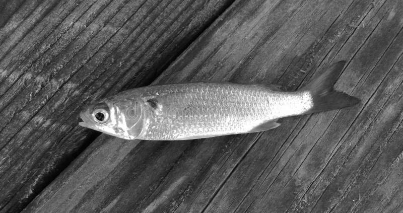 Mullet Minnow stock photo. Image of swim, fishing, black - 57731260