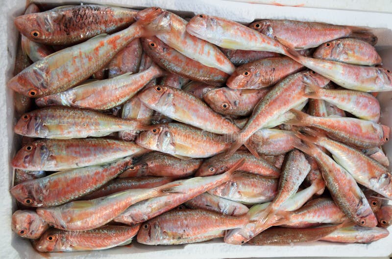 Red mullet fish stock photo. Image of catch, water, fishing - 1738738