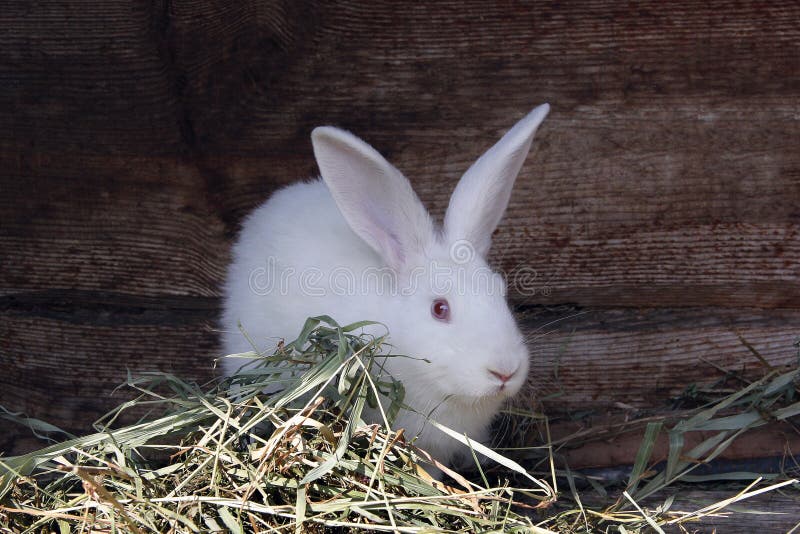 Mullido Blanco Del Conejo Con Los Ojos Rojos Imagen de archivo - Imagen ...