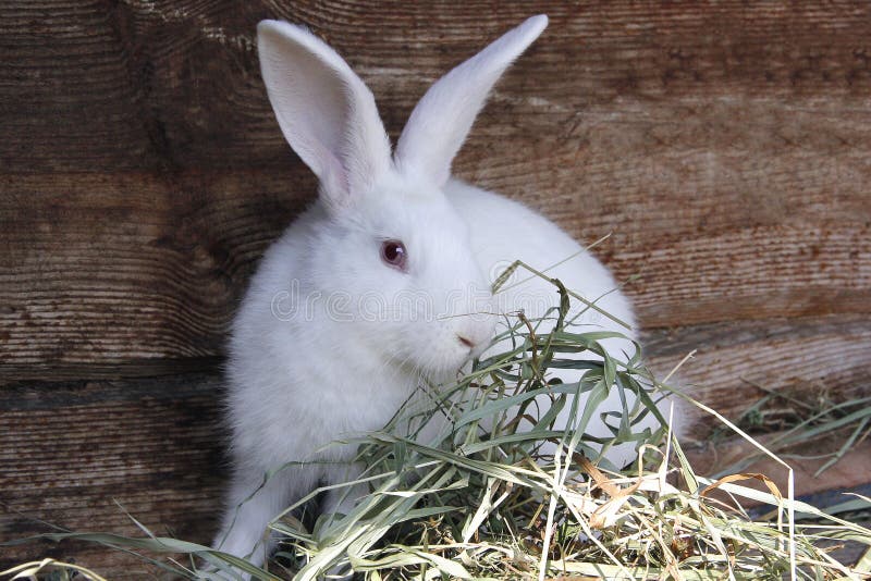 Mullido Blanco Del Conejo Con Los Ojos Rojos Imagen de archivo - Imagen ...