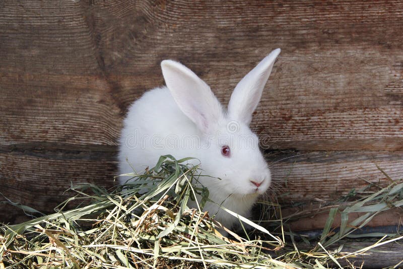 Mullido Blanco Del Conejo Con Los Ojos Rojos Foto de archivo - Imagen ...
