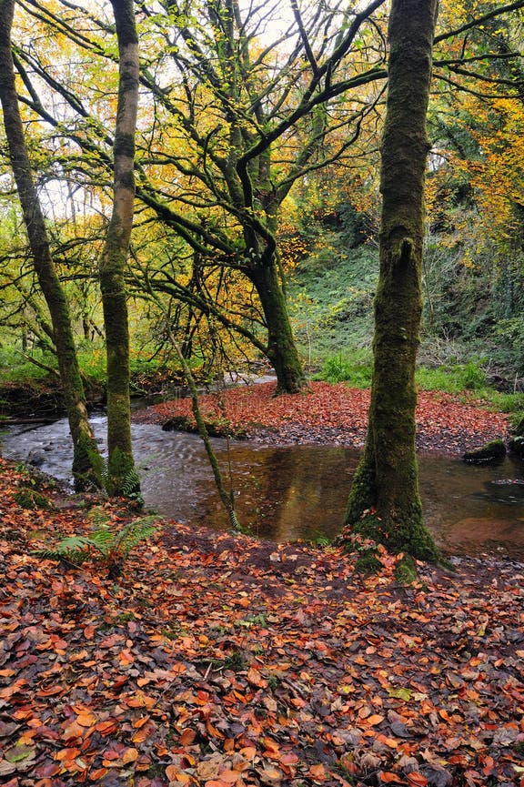 Mullinhassig Wood stock photo. Image of outdoors, beautiful - 7208158