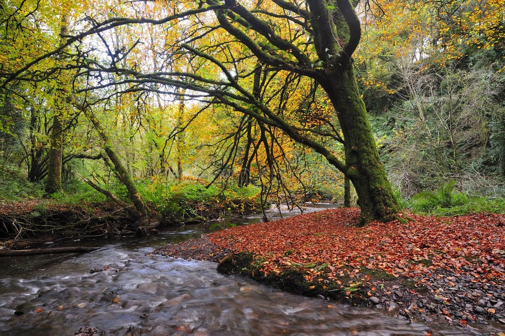 Mullinhassig Wood stock image. Image of foliage, season - 7208293