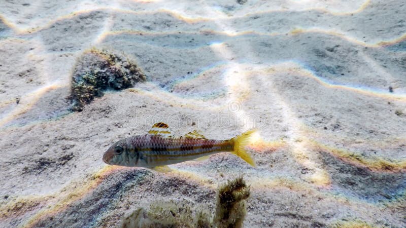 Mullus Surmuletus, Striped Red Mullet Swimming Underwater Stock Photo ...