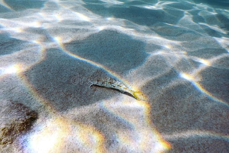 Mullus Surmuletus, Striped Red Mullet Swimming Underwater Stock Image ...