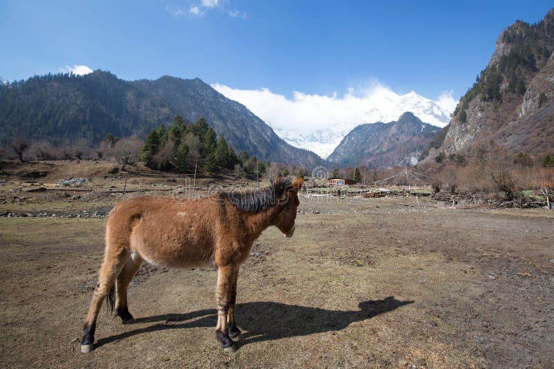Mulo fotografia stock. Immagine di sfondo, tramonto - 100406932
