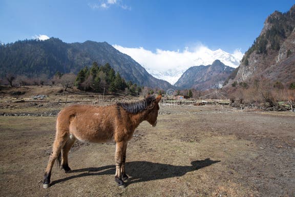 Mulo fotografia stock. Immagine di sfondo, tramonto - 100406932