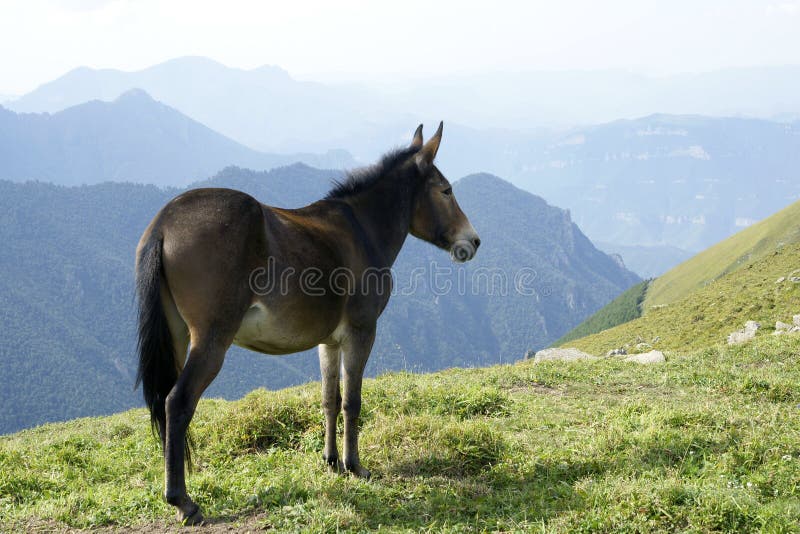 Mulo immagine stock. Immagine di presa, asino, ranch, pascolo - 5607679
