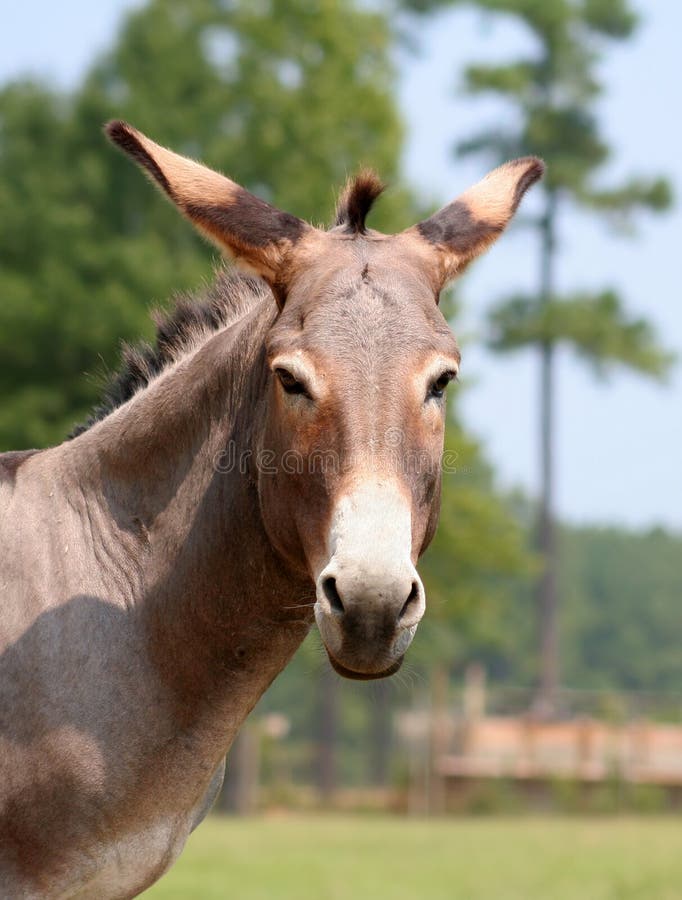 Mulo immagine stock. Immagine di pacchetto, nave, animale - 200811