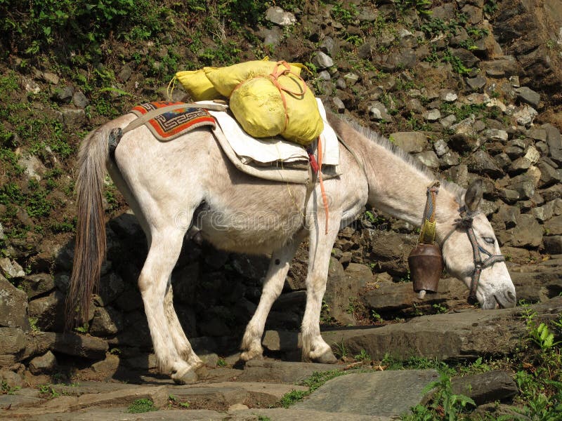 Mulo Imballato Che Riposa Latacunga Ecuador Fotografia Stock - Immagine ...