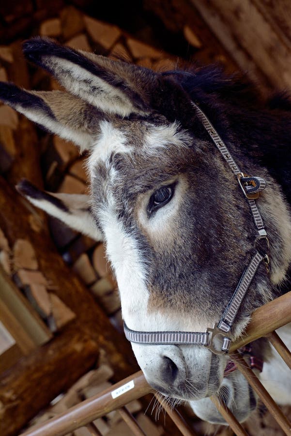 Il Mulo Grigio Va Nel Campo Al Giorno Di Estate L'asino Pasce Accanto ...