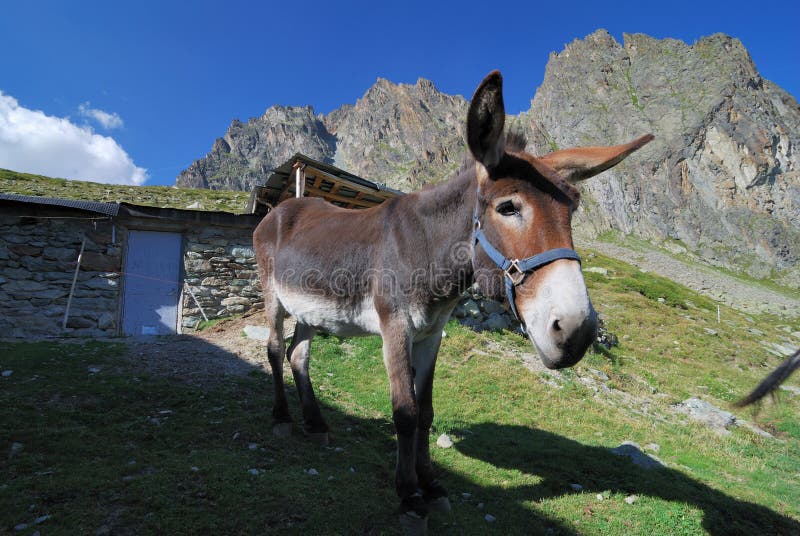 Mulo divertente immagine stock. Immagine di closeup, razza - 73474883