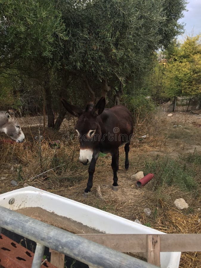 Un Mulo Divertente Sta Portando Una Certa Roba in Un Bazar Di Fes ...