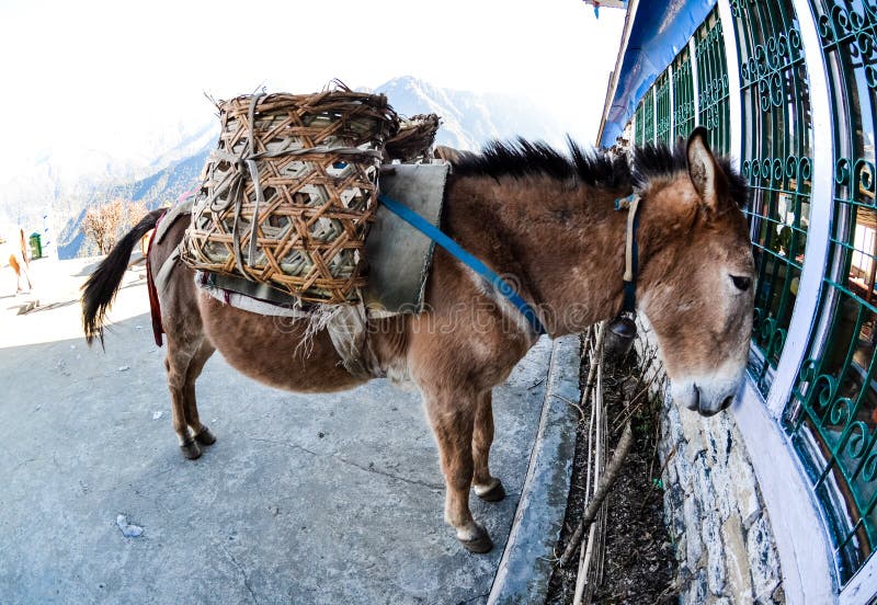Mulo Che Assomiglia Ad Un Asino! Immagine Stock - Immagine di nepal ...