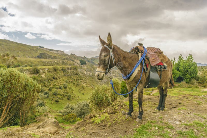 Mulo Imballato Che Riposa Latacunga Ecuador Fotografia Stock - Immagine ...