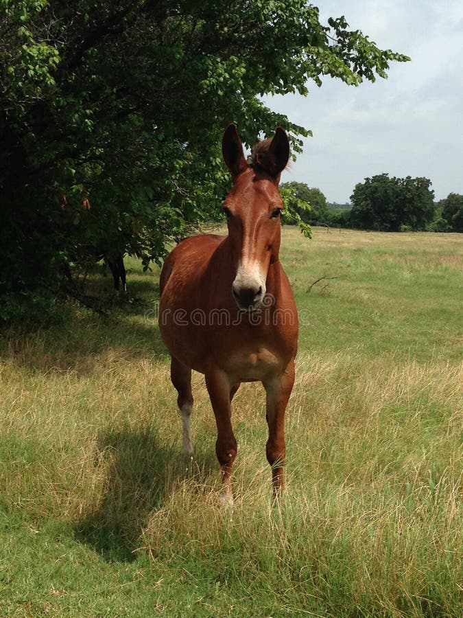 Mulo ottenuto? immagine stock. Immagine di equestre, equino - 84976337