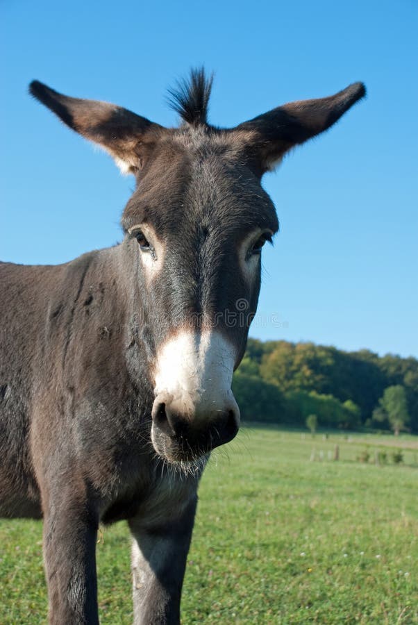 Asino e mulo immagine stock. Immagine di mammifero, asino - 23922831