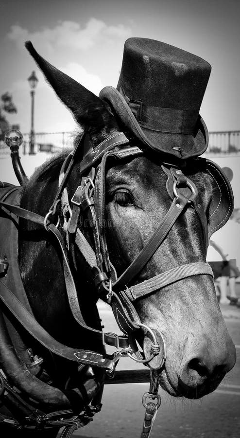 Mulo in un cappello immagine stock. Immagine di bianco - 33114055