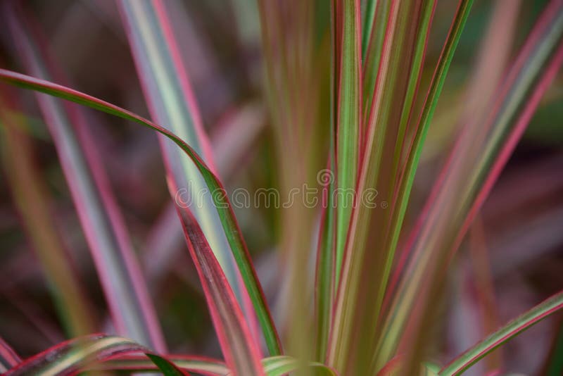 Mult-colored leaves stock image. Image of colored, leaves - 79609609