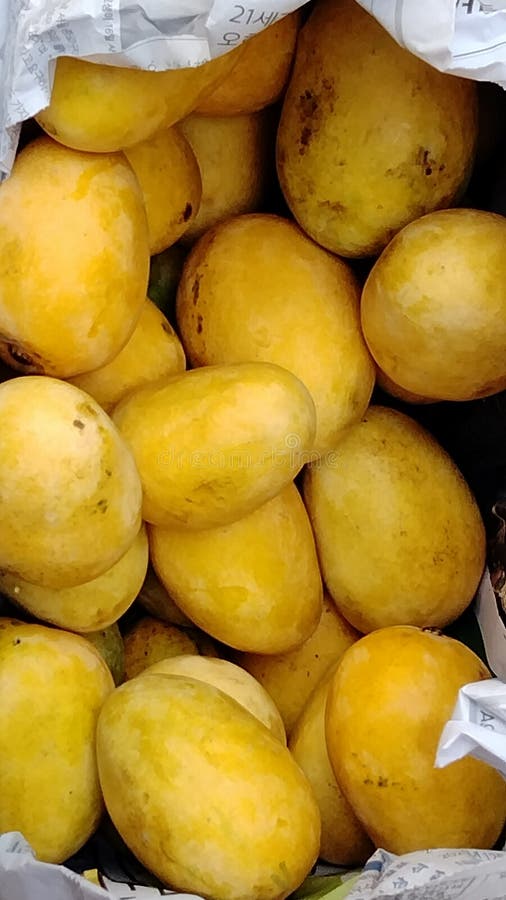 Multani mangos world best stock image. Image of breakfast - 231691637