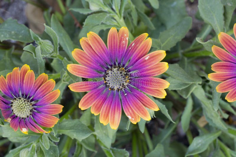 A multcolored daisy stock image. Image of plant, flower - 274396445